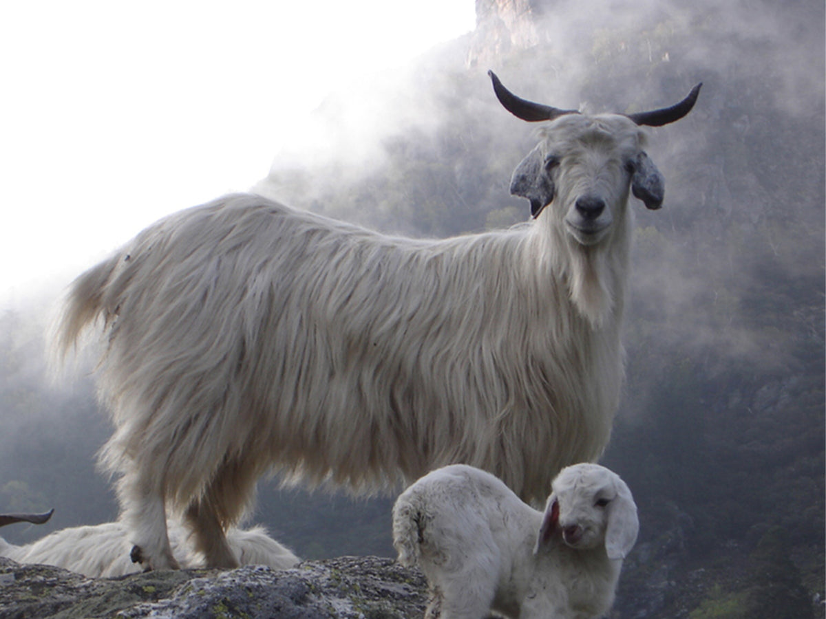 Where Does Cashmere Come From? – Daniel Hammond